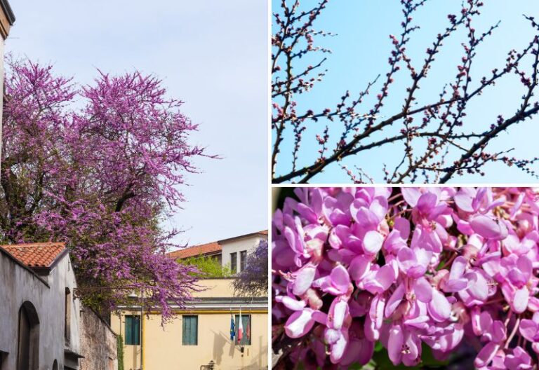 L'arbre de Judée : conseils de plantation, de culture et de taille